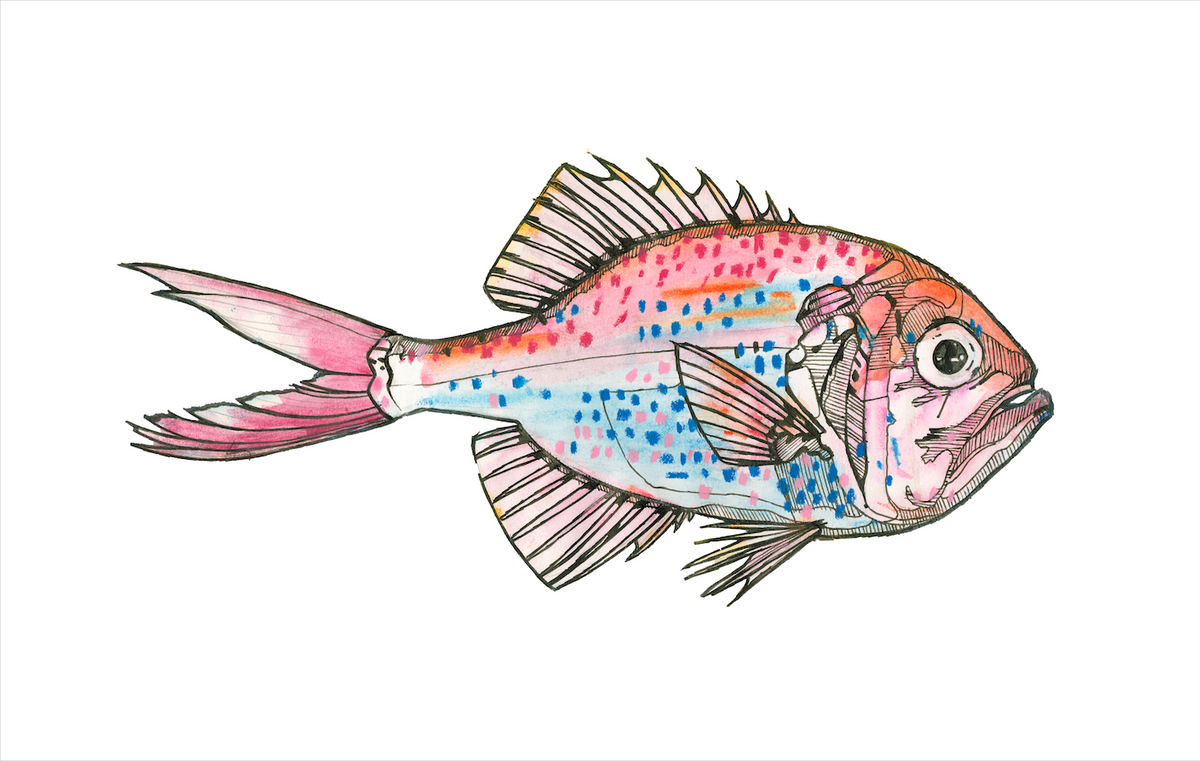 "Bight Redfish" 11x14" Giclee Paper Print – Alex Bailey Art