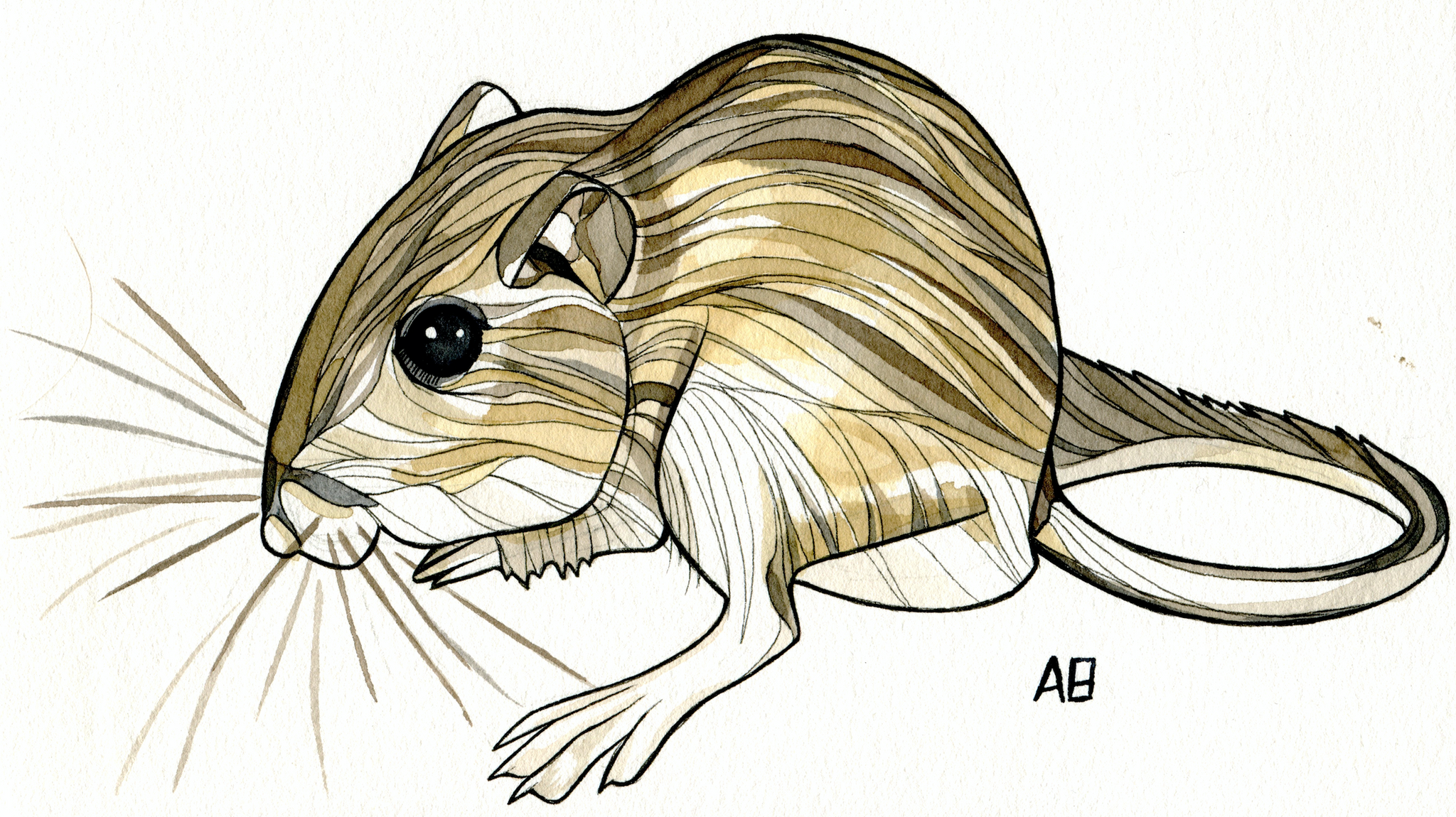 kangaroo rat